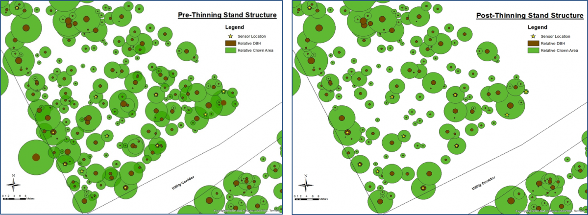 Tree Biomechanics | Stormwise Forest Management