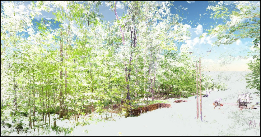 Forest Canopy Structure: What Does That Mean and Why Does It Matter ...