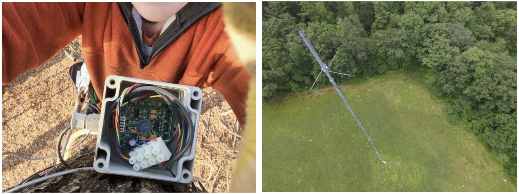 Tree Biomechanics | Stormwise Forest Management