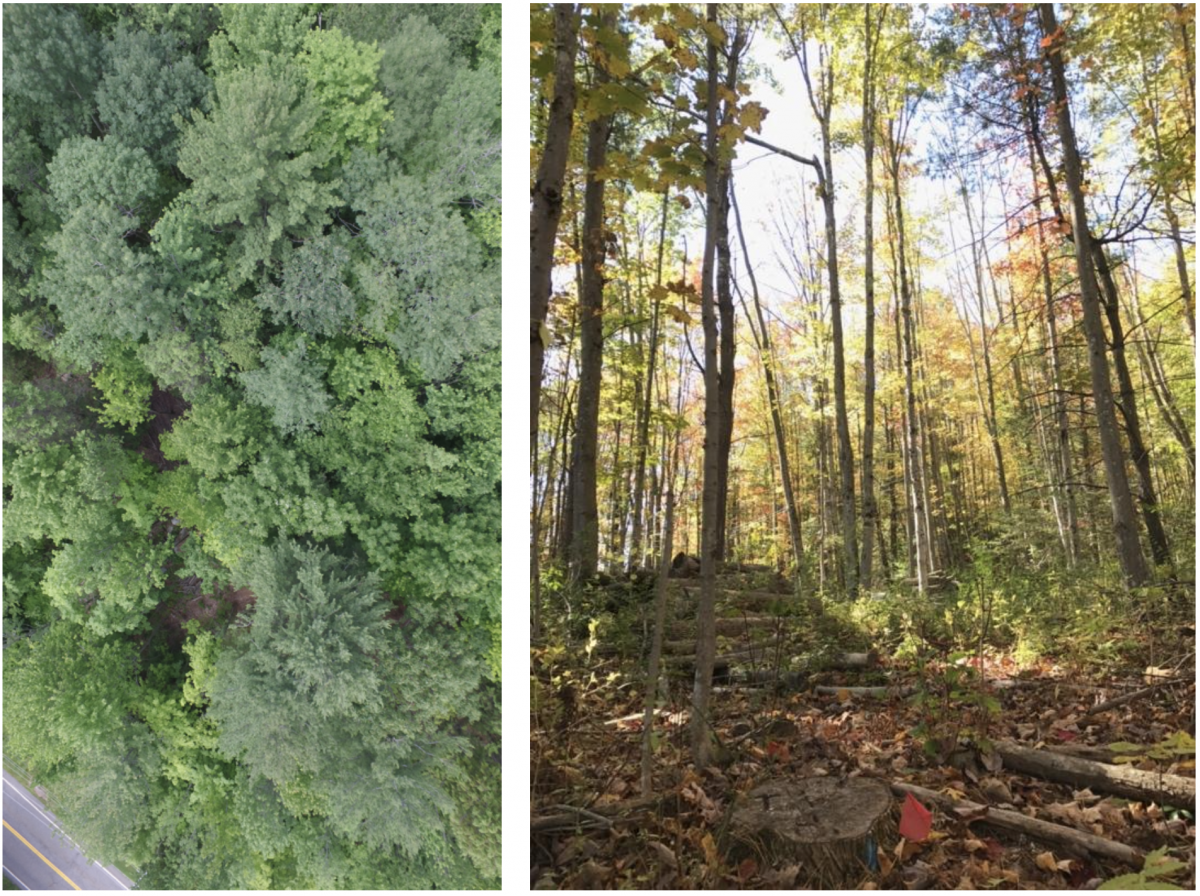 Tree Biomechanics | Stormwise Forest Management