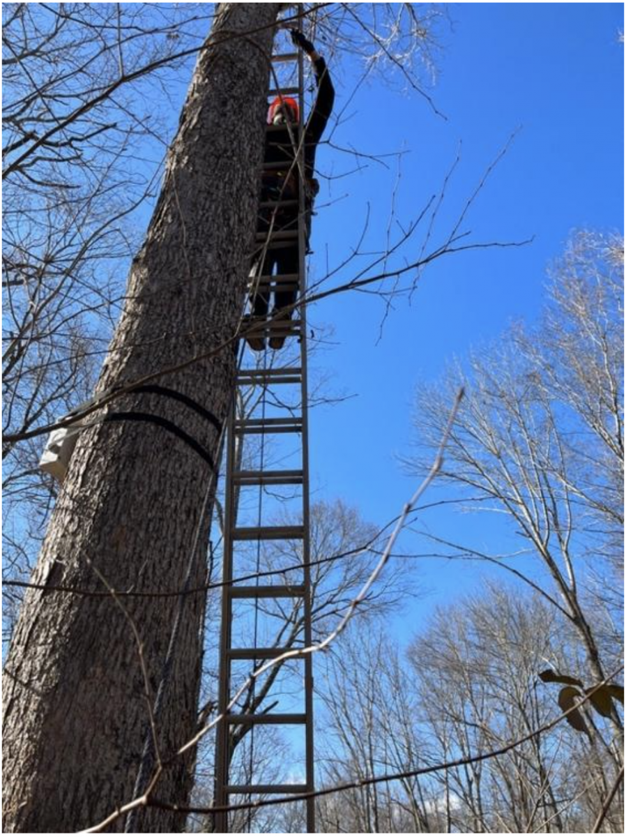 Tree Biomechanics | Stormwise Forest Management