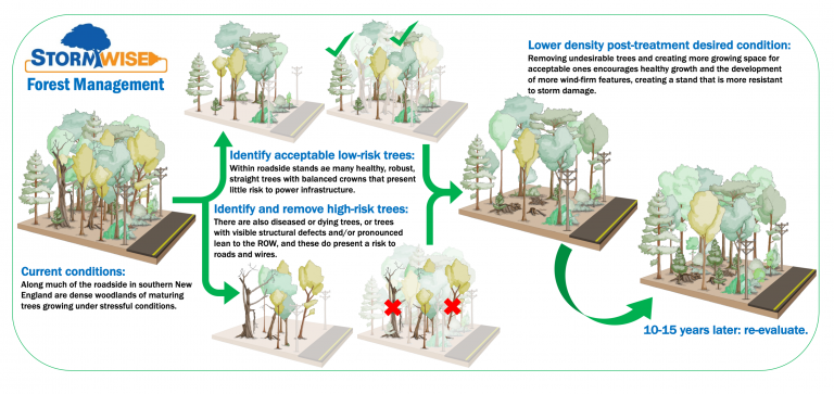 Tree Biomechanics | Stormwise Forest Management